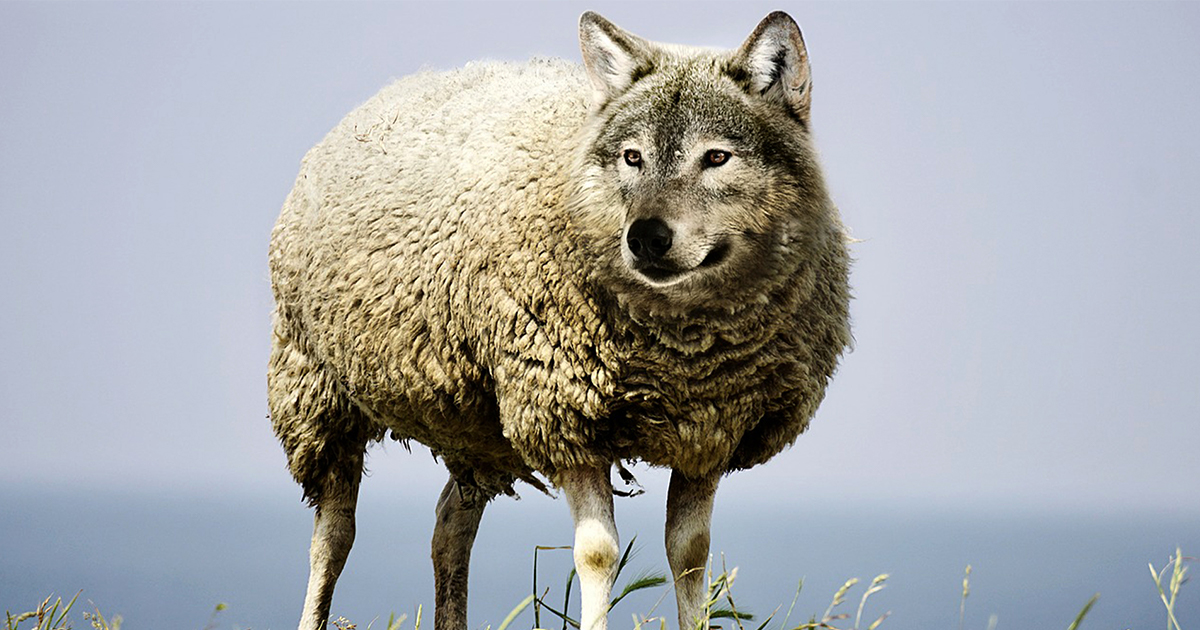 The Sheep in the Wolf in the Sheep's Clothing - Relentless Love